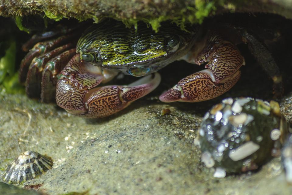 Crab and Bubble | Shutterbug
